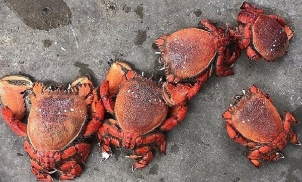 Tràn lan cua huỳnh đế mini siêu rẻ | Báo Tri thức và Cuộc sống - TIN ...