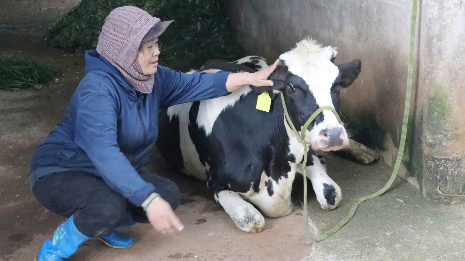 Lâm Đồng: Bò chết hàng loạt do virus mang tên: “Pestivirus tauri“ | Báo ...