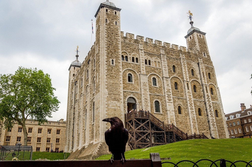 Truyền thuyết về loài quạ đen bảo vệ tháp London và nước Anh khỏi sụp ...