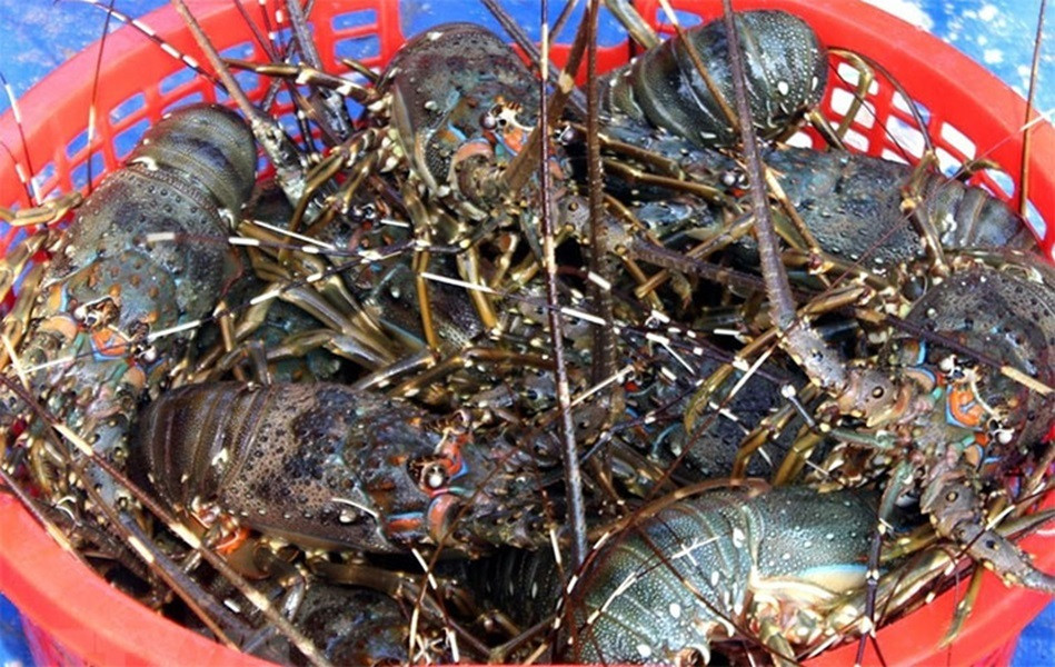 Xuất khẩu tôm sang Trung Quốc tăng mạnh | Báo Tri thức và Cuộc sống ...