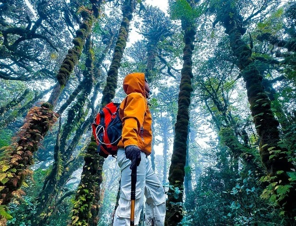 Chinh phục Phu Sa Phìn vượt rừng rêu, đón biển mây nơi đại ngàn Tây Bắc | Báo Tri thức và Cuộc ...