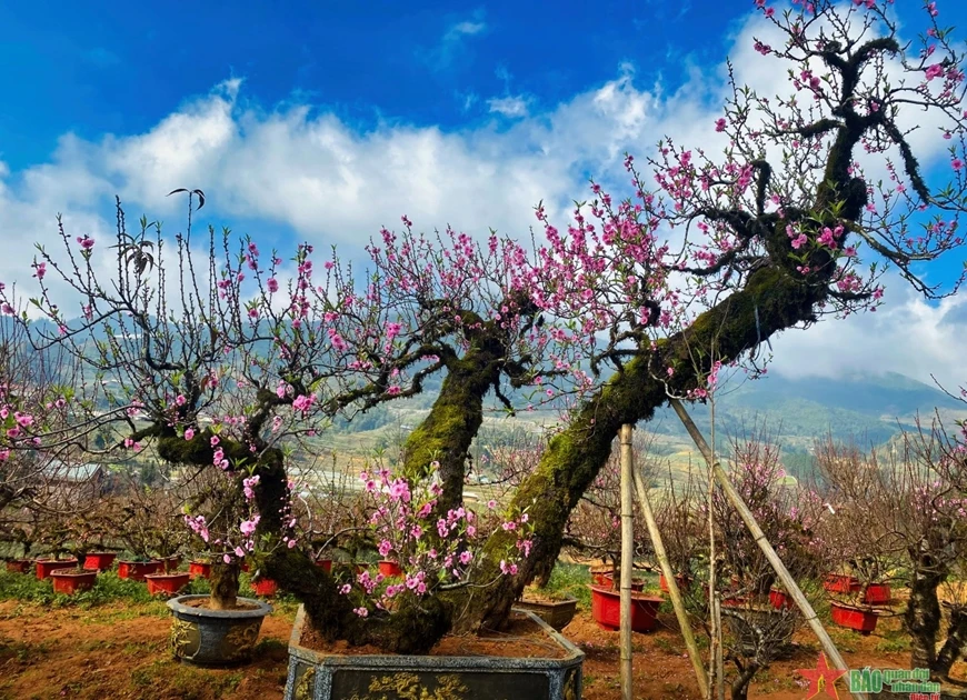 Chiêm ngưỡng vườn đào cổ Sa Pa – tinh túy của núi rừng Tây Bắc | Báo Tri thức và Cuộc sống - TIN ...