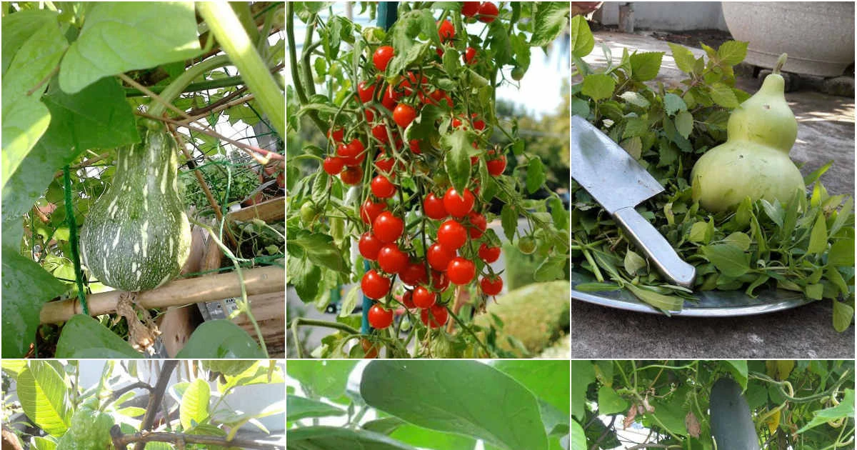 Đã mắt sân thượng la liệt rau quả sạch giữa phố Đà Nẵng | Báo Tri thức ...