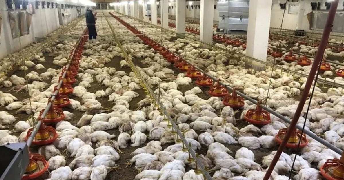 Lý giải nguyên nhân 4.000 con gà chết thảm vì mất điện | Báo Tri thức ...