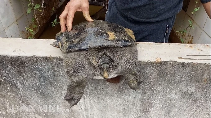 Cận cảnh hình ảnh đàn ba ba gai khủng nhất Việt Nam