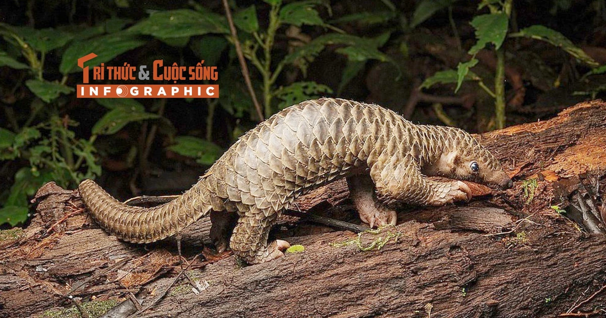 [INFOGRAPHIC] Tê tê Java - động vật quý hiếm trong Sách Đỏ Việt Nam ...