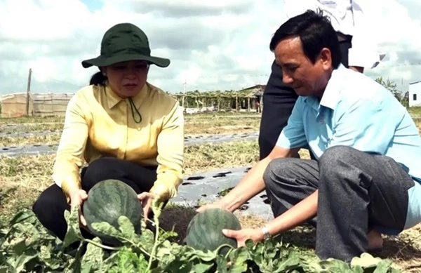 Cánh đồng trồng dưa hấu ở Trà Vinh, cho thu nhập 250 triệu /ha | Báo ...