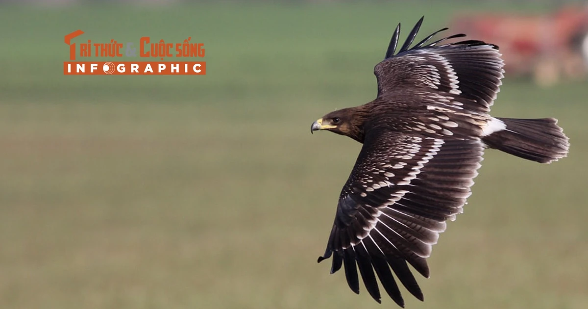 [INFOGRAPHIC] Đại bàng đen quý hiếm thế nào? | Báo Tri thức và Cuộc ...