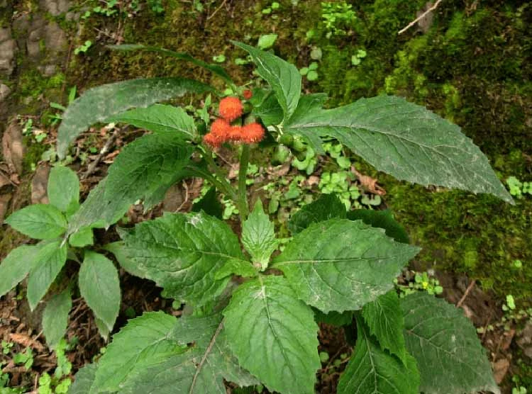 Rau tàu bay- loài rau dại được ví như nhân sâm của người nghèo | Báo ...