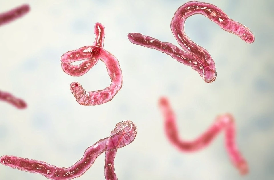 Sán thường ký sinh ở bộ phận nào của con người? | Báo Tri thức và Cuộc ...