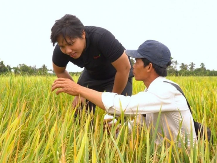 “Lúa lộn, lúa ma” và cách xử lý bằng Dori VNFarm hiệu quả, an toàn được ...