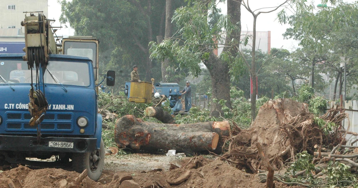 Chùm ảnh cây xà cừ cổ thụ 40 năm trên đường Láng bị đốn hạ