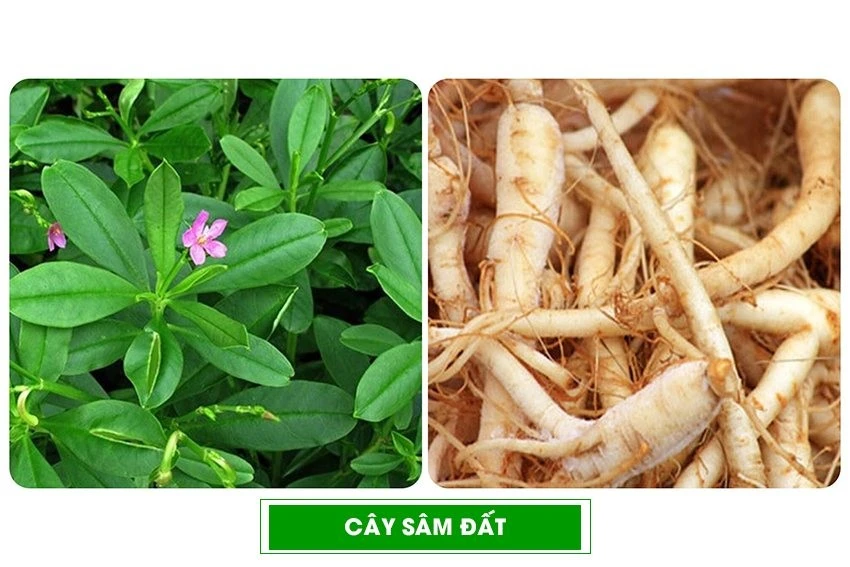 Người đàn ông 61 tuổi ngộ độc do nhầm lẫn củ sâm đất với thương lục ...