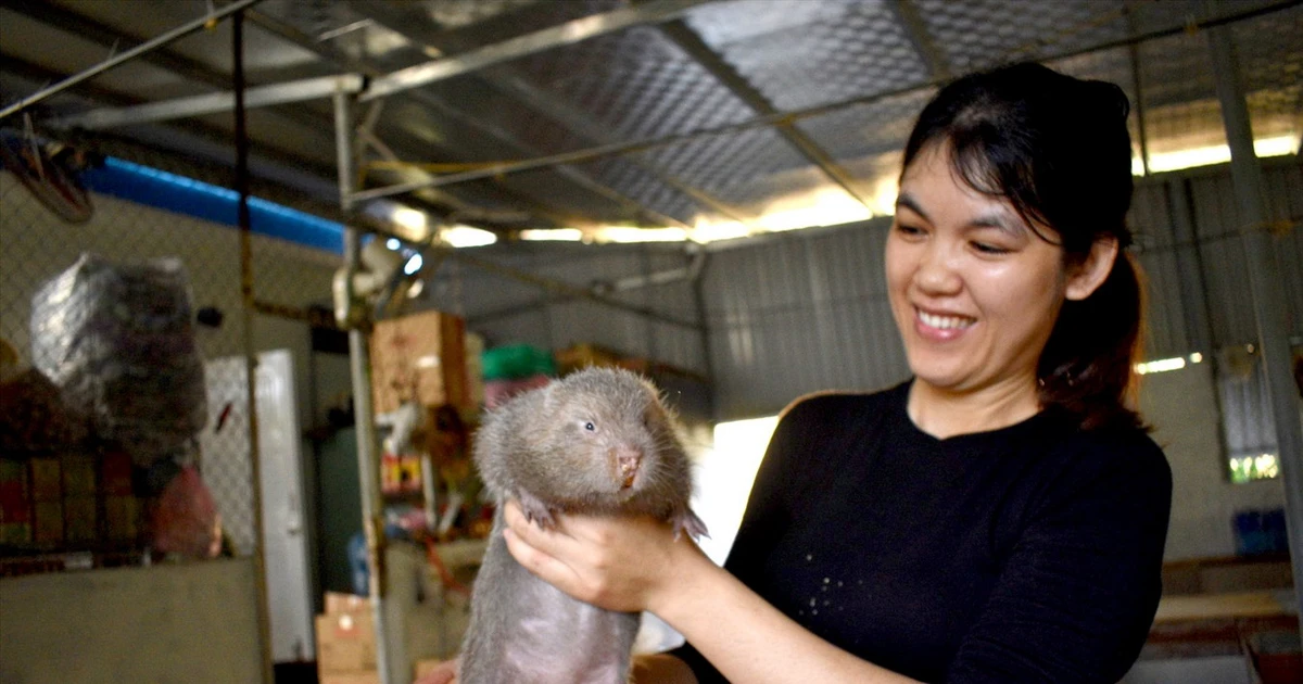 Loài chuột béo múp, nặng gần một cân, người Việt thi nhau săn lùng ...