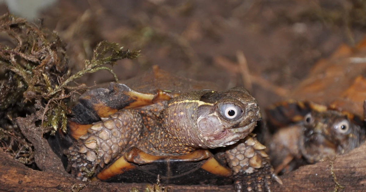 Cận cảnh loài rùa vàng rực đầy gai kỳ dị của Việt Nam | Báo Tri thức và ...