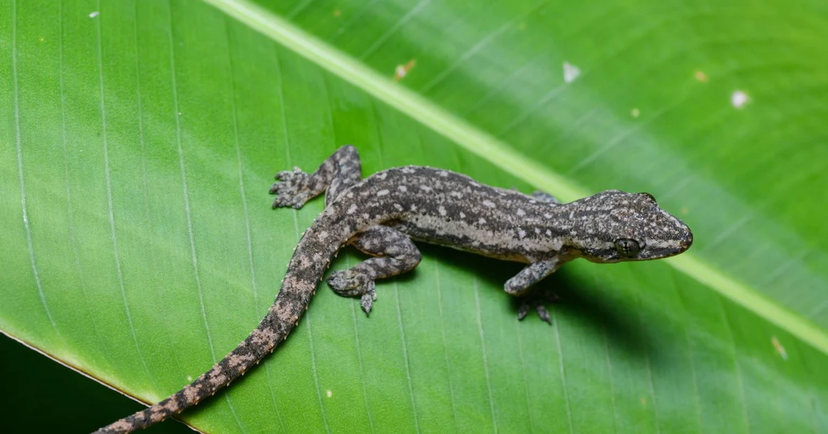 Cận cảnh 17 loài tắc kè độc đáo, kỳ lạ nhất Việt Nam | Báo Tri thức và ...