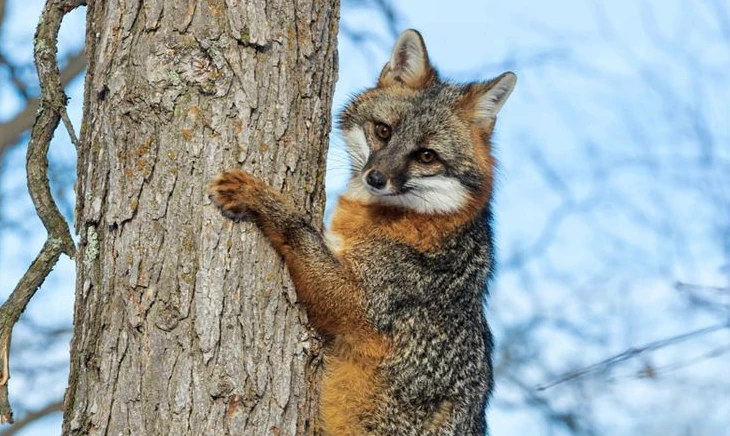 Thú vị loài chó duy nhất trên thế giới trèo cây thoăn thoắt như mèo ...