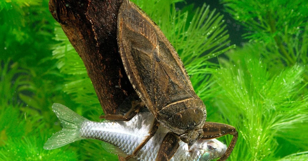 Khám phá thế giới bí mật của các loài côn trùng thủy sinh | Báo Tri ...