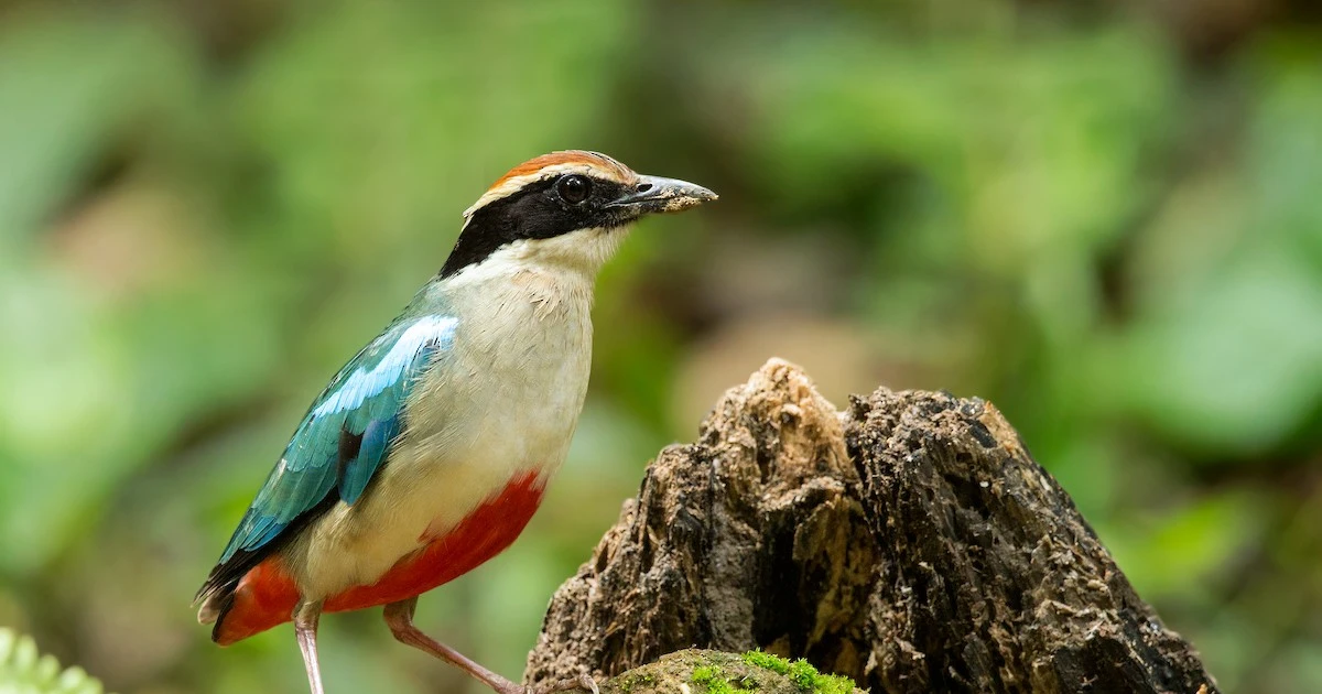 Những loài chim đuôi cụt thú vị ở Việt Nam | Báo Tri thức và Cuộc sống ...