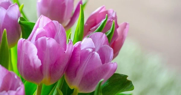 Người sinh ngày Âm lịch càng già càng an nhàn, sung túc
