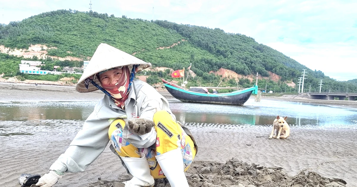 Cào con ngao nhớt, người dân vùng biển Thanh Hóa có ngay tiền tươi ...