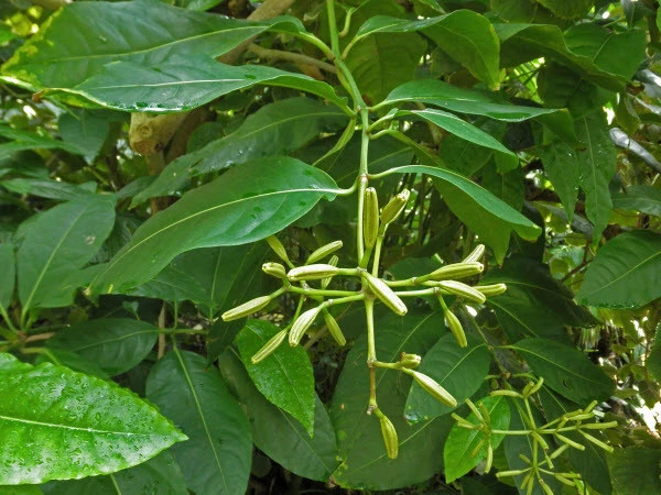 Khám phá loài cây bắt chim Pisonia bí ẩn | Báo Tri thức và Cuộc sống ...