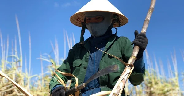 Chặt mía dưới nắng nóng, nông dân Kon Tum được trả công thế nào? | Báo ...