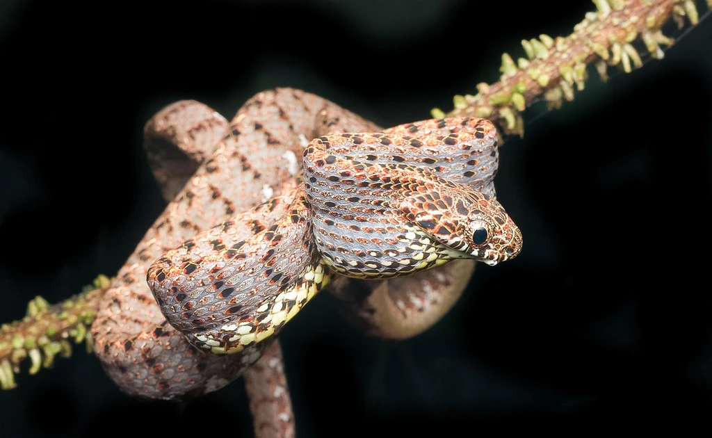 Loài rắn nhìn mê hoặc nhất Việt Nam, xứng đáng nữ hoàng sắc đẹp | Báo Tri thức và Cuộc sống ...