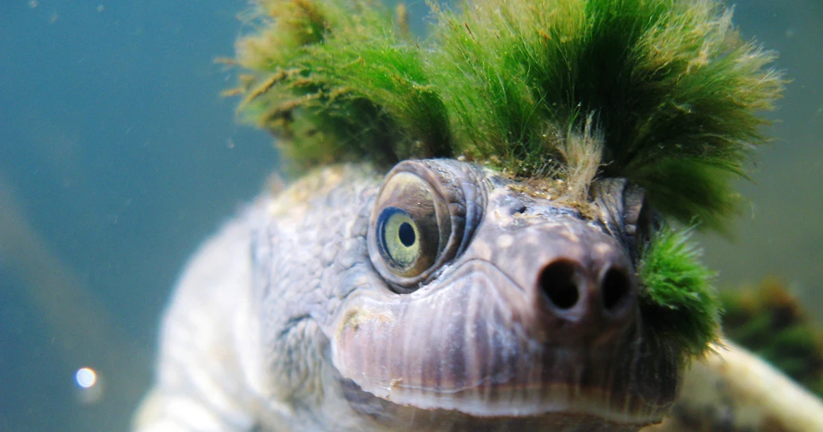 Loài vật quý hiếm nhất hành tinh, sở hữu bộ tóc 'chất lừ' | Báo Tri thức và Cuộc sống - TIN TỨC ...