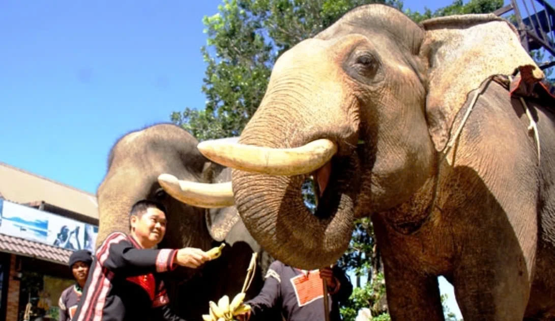 Người sở hữu nhiều voi nhất Tây Nguyên qua đời | Báo Tri thức và Cuộc ...