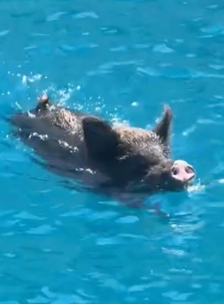 Wild boar rushes into the sea to chase tourists in the Mediterranean