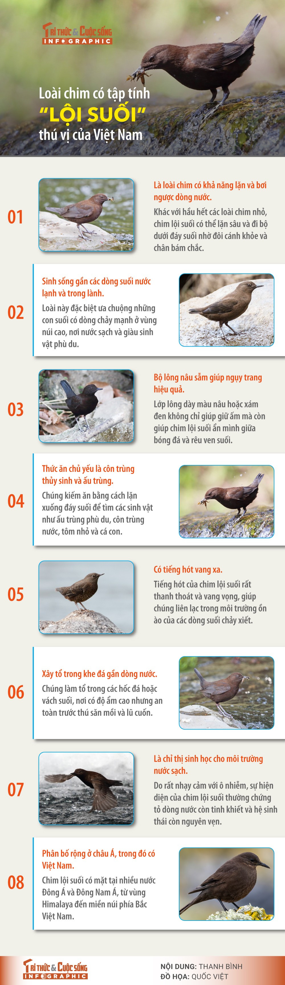 [INFOGRAPHIC] Vietnamese bird species with the habit of "wading streams"