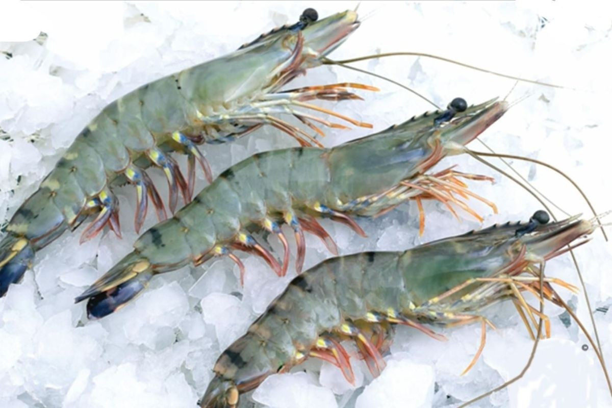 5 dấu hiệu "tôm tiêm hóa chất" rẻ mấy cũng không mua | Báo Tri thức và ...