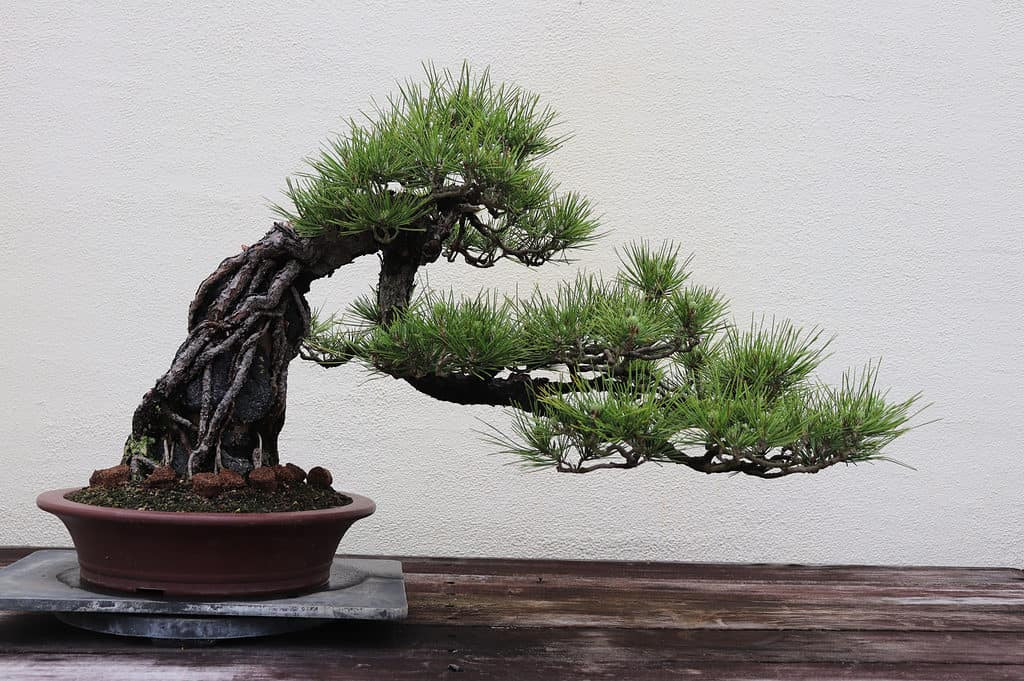 Chiêm ngưỡng những tác phẩm bonsai đắt nhất thế giới | Báo Tri thức và Cuộc sống - TIN TỨC PHỔ ...