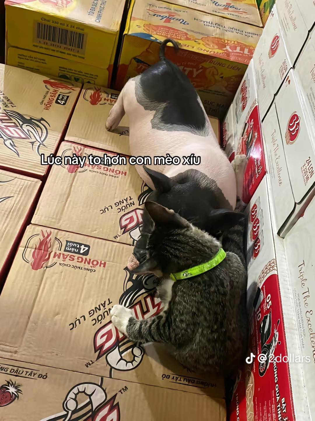 Mua heo mini nuôi, chàng trai “khóc mếu” thú cưng nặng cả tạ | Báo Tri ...