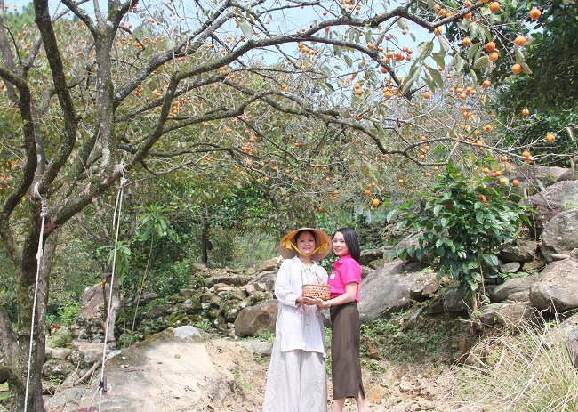 Vườn hồng cổ Nam Anh – điểm nhấn du lịch trên quê hương Bác Hồ | Báo Tri thức và Cuộc sống - TIN ...