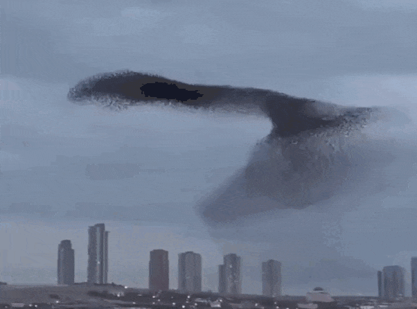 Đàn chim bay ảo diệu như phép thuật khiến người dân kinh ngạc | Báo Tri ...