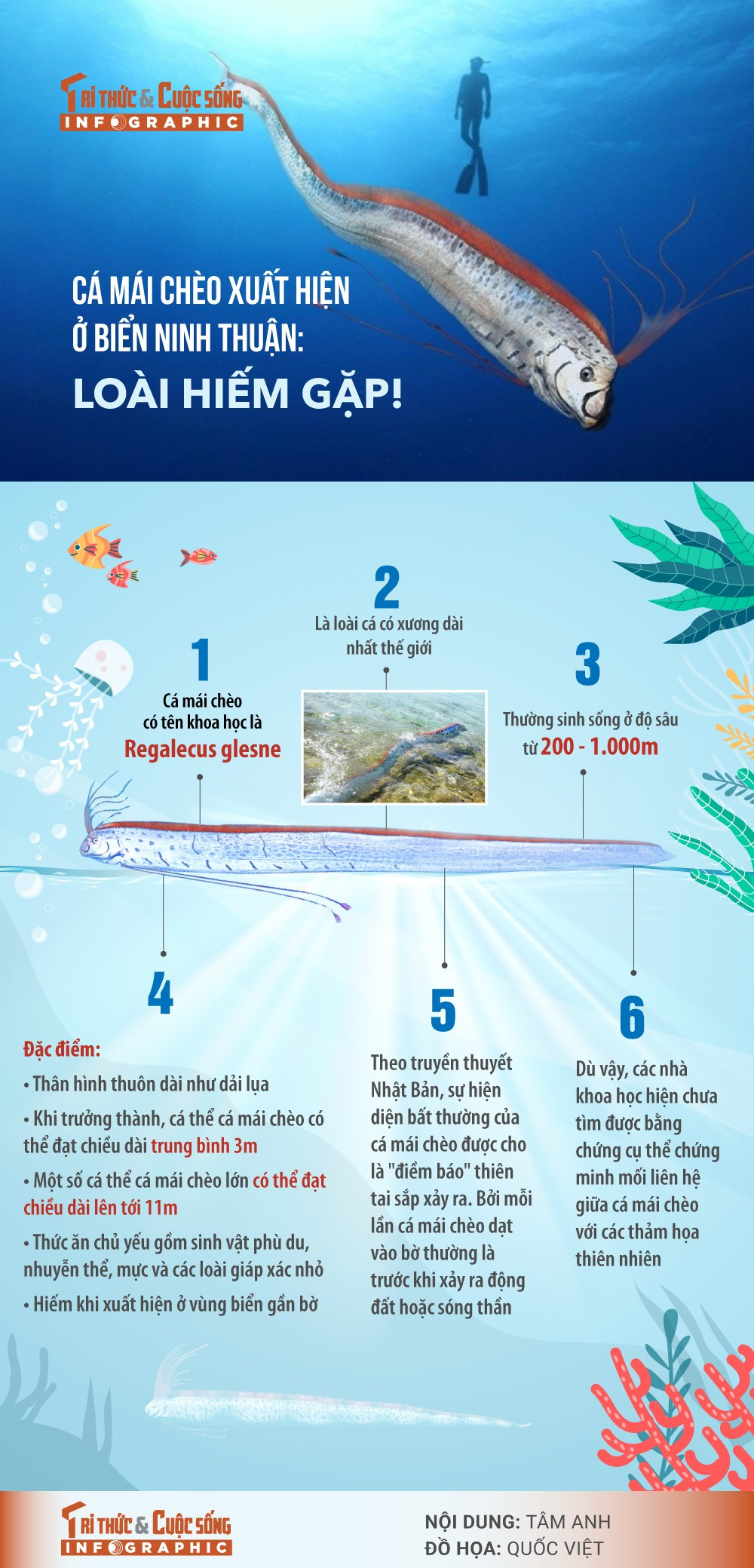 [INFOGRAPHIC] Cá mái chèo dạt biển Ninh Thuận, loài cực hiếm | Báo Tri ...