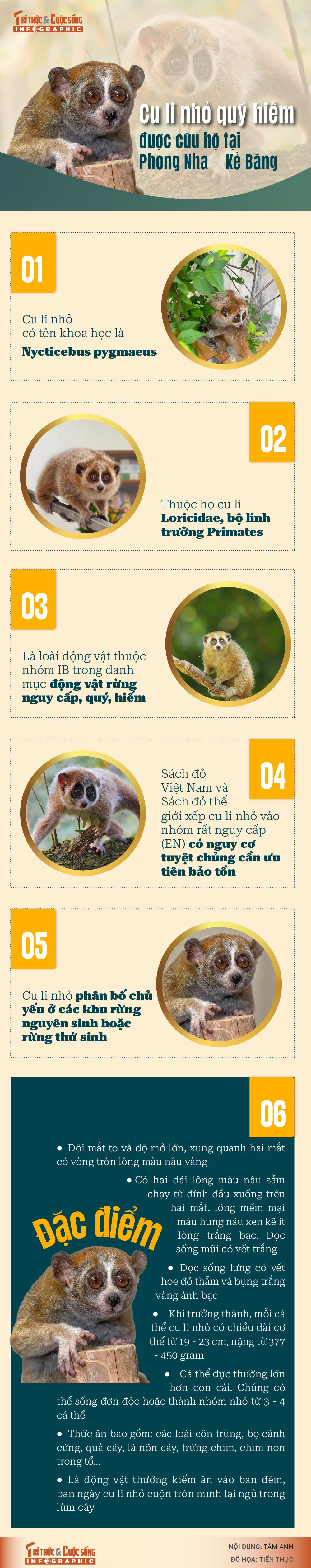 [INFOGRAPHIC] Loài cu li quý hiếm trong Sách Đỏ Việt Nam | Báo Tri thức ...