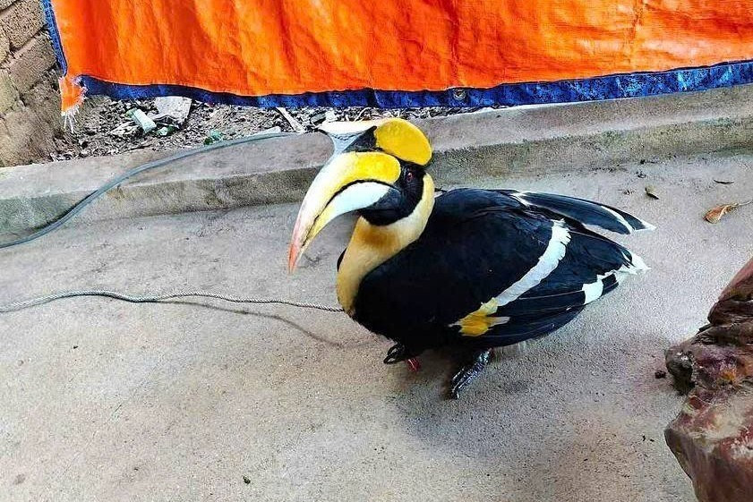 Strange bird flies into Nghe An people's garden is a rare species