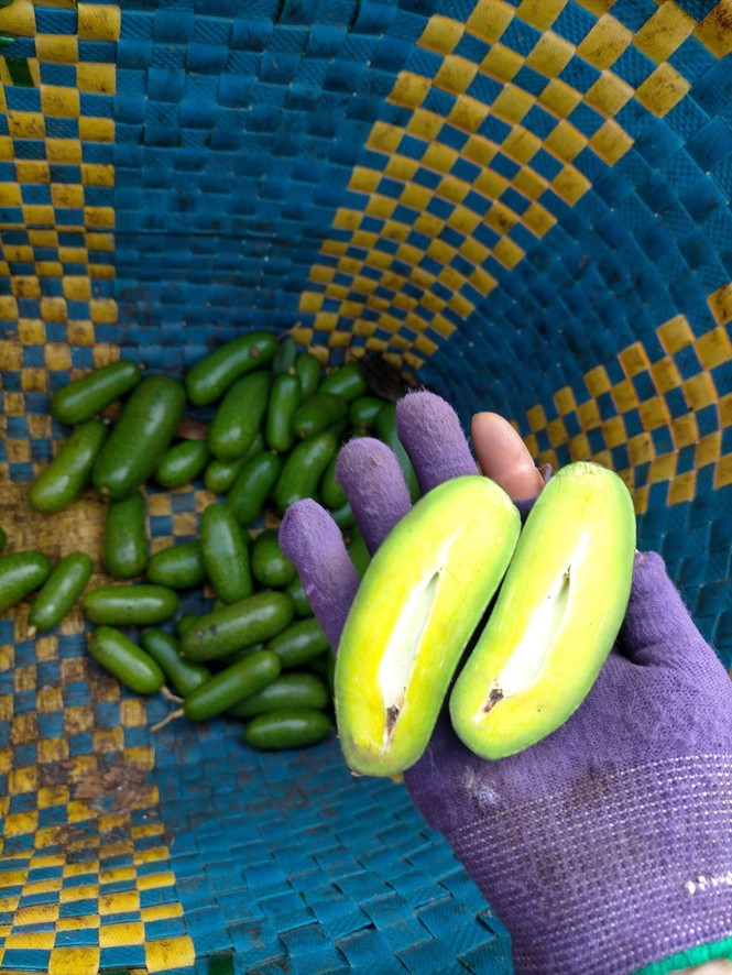 Độc lạ các loại trái cây rừng tràn xuống phố | Báo Tri thức và Cuộc ...