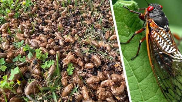 Hơn 1.000 tỷ con côn trùng này đội đất chui lên ở Mỹ | Báo Tri thức và ...