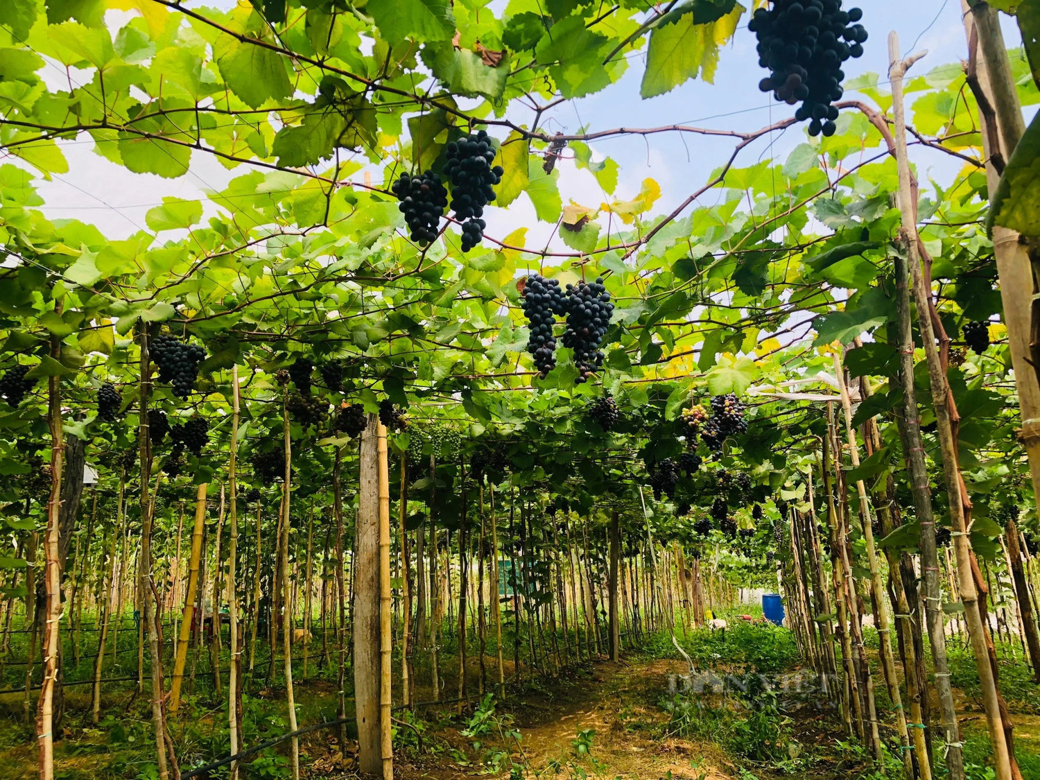 Anh nông dân Gia Lai trồng nho, bán cả trăm ngàn đồng/kg | Báo Tri thức ...