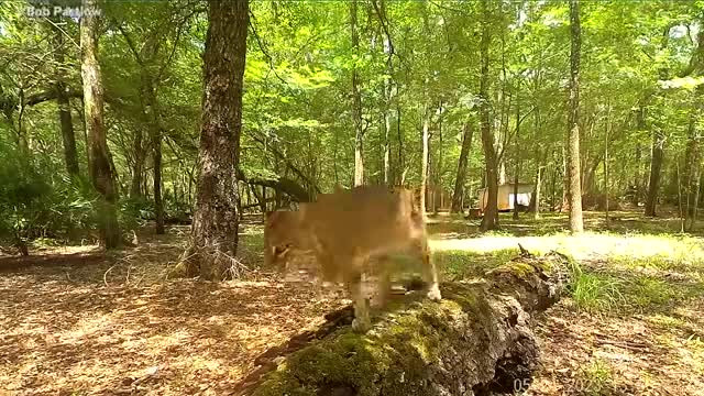 Video: Phát hiện linh miêu 3 chân làm dấy lên nhiều giả thuyết | Báo ...