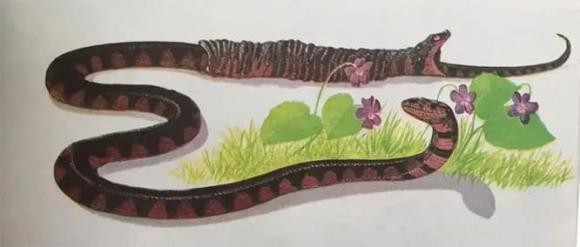 Loài rắn từng có chân nhưng dần mất đi vì... | Báo Tri thức và Cuộc ...