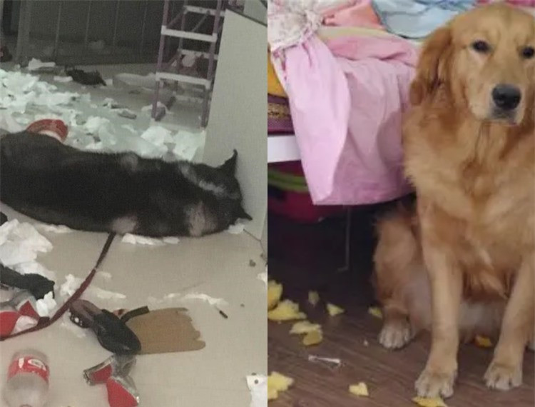 Gửi chó cưng ngỗ ngược về quê, chàng trai tá hỏa | Báo Tri thức và Cuộc ...